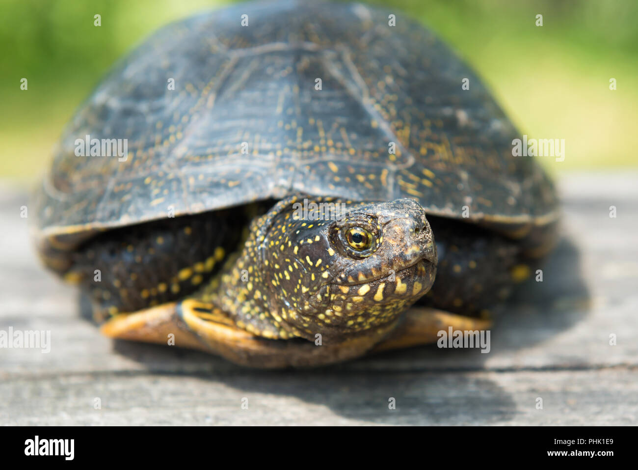 Big green turtle hi-res stock photography and images - Alamy