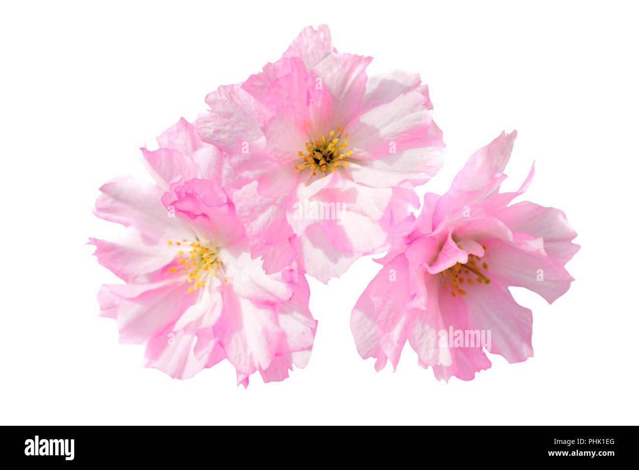 Beautiful pink sakura flowers blossom Cut Out Stock Images & Pictures ...