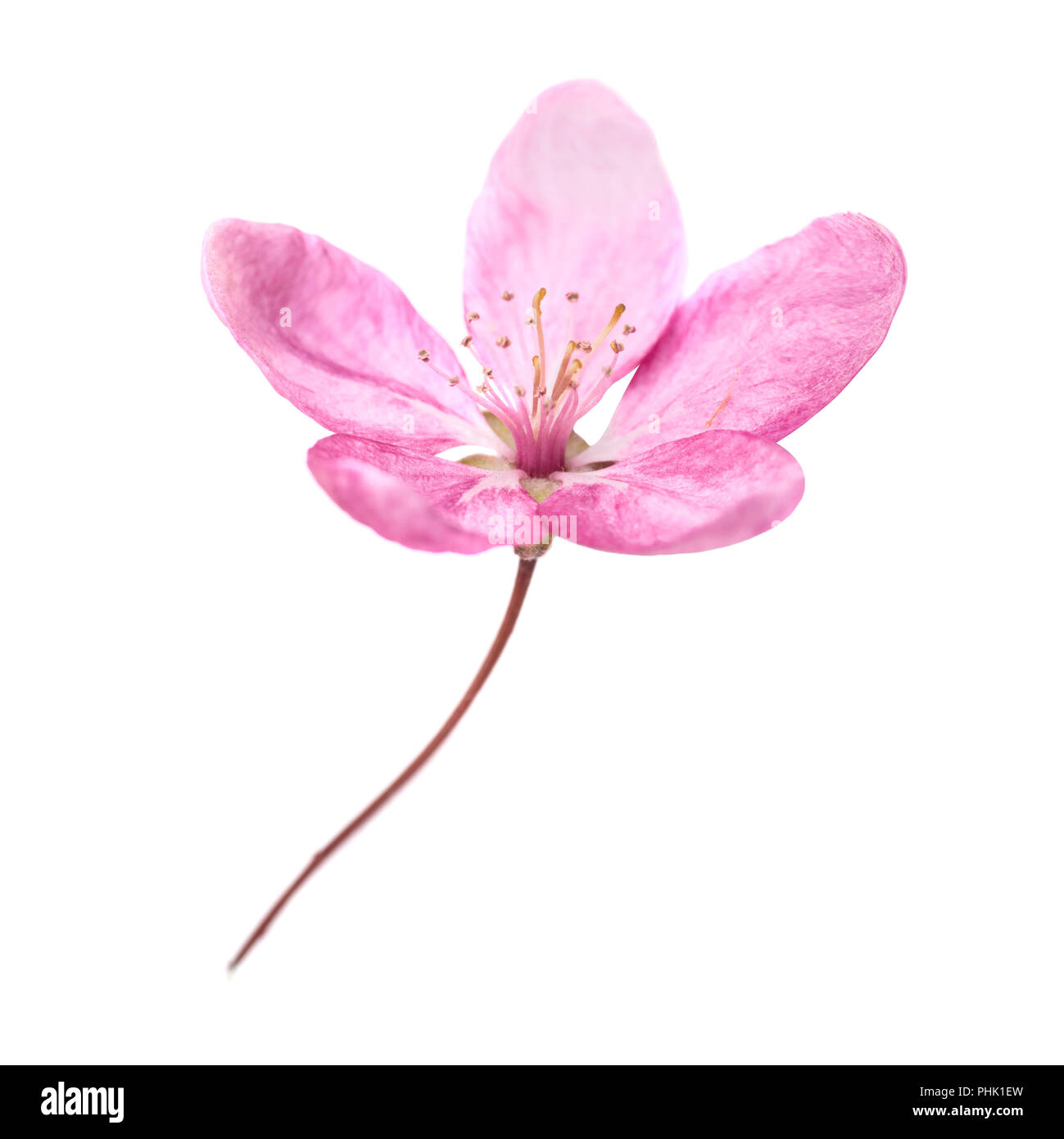 Pink flower isolated on white Stock Photo - Alamy