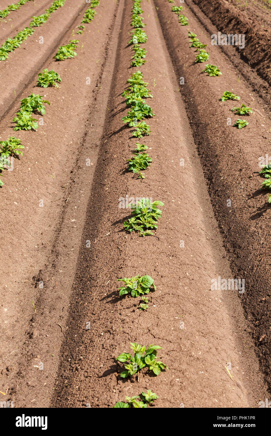 Plant potato vegetable line hi-res stock photography and images - Alamy