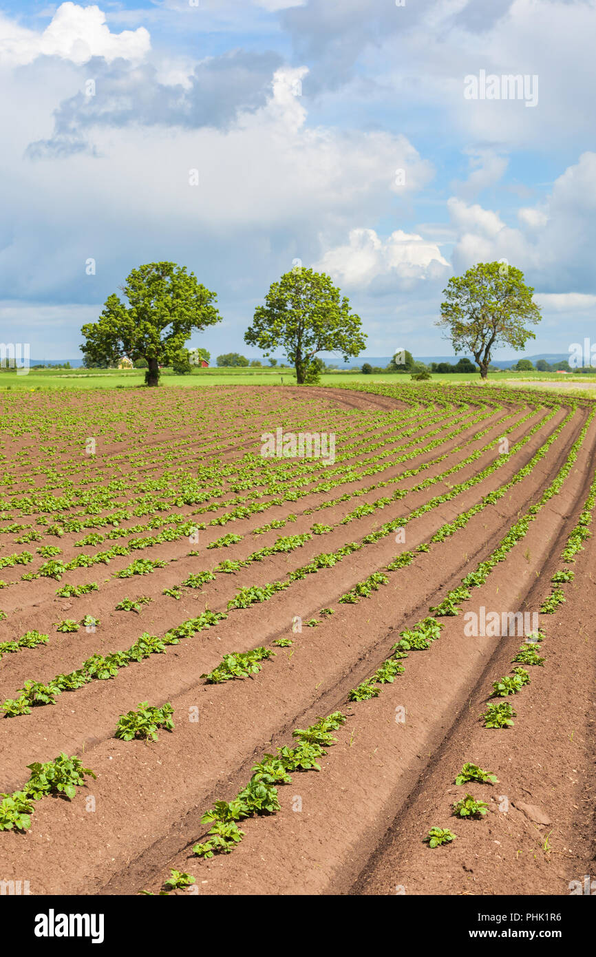 Beautiful landscape potato plantation hi-res stock photography and ...