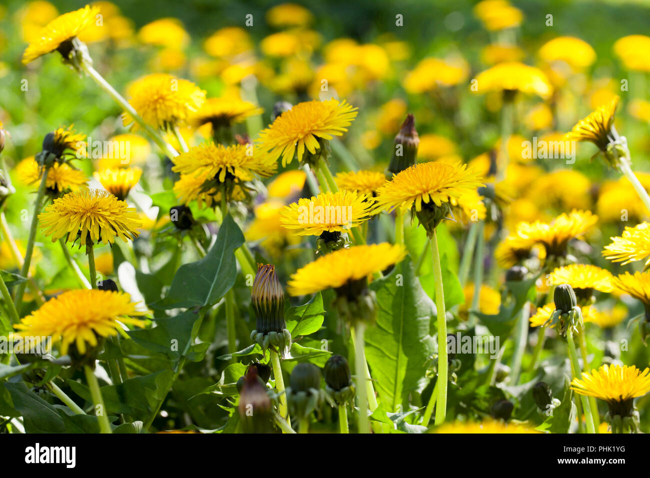 yellow dandelions with small flowers in the cold spring season Stock ...