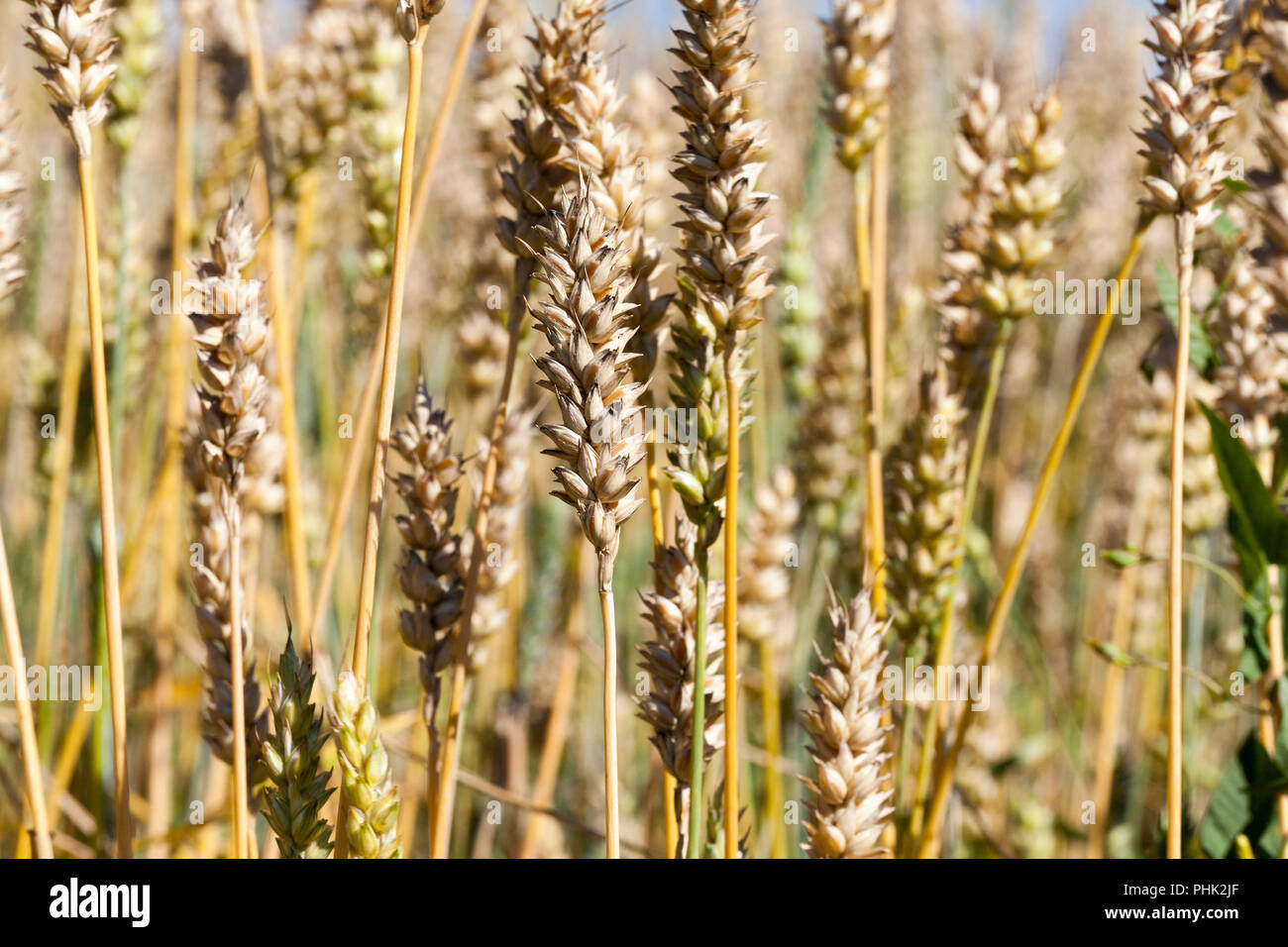 wheat spikelets in the field in the summer, ready for harvest grain ...