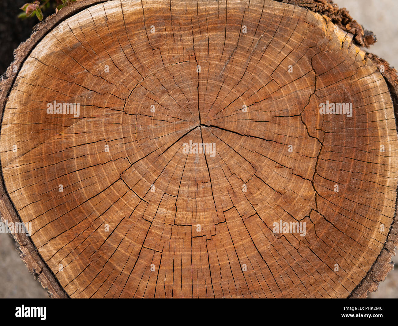 Tree stump rings hi-res stock photography and images - Alamy