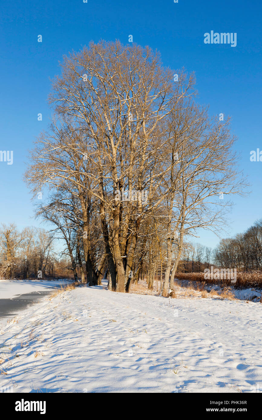 snow photographed in the winter season, which appeared after a snowfall ...