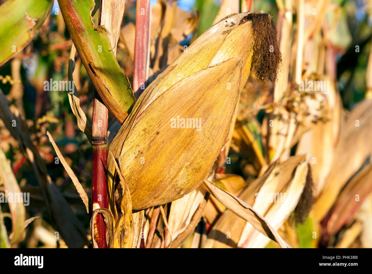 small agricultural field where maize is grown, autumn season, the corn ...