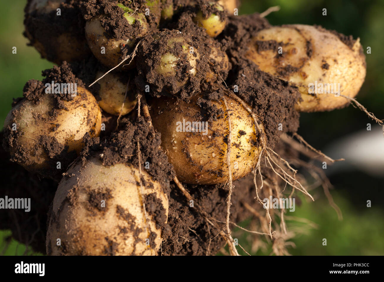 dug from the soil tubers of yellow potatoes with ripe large and small ...