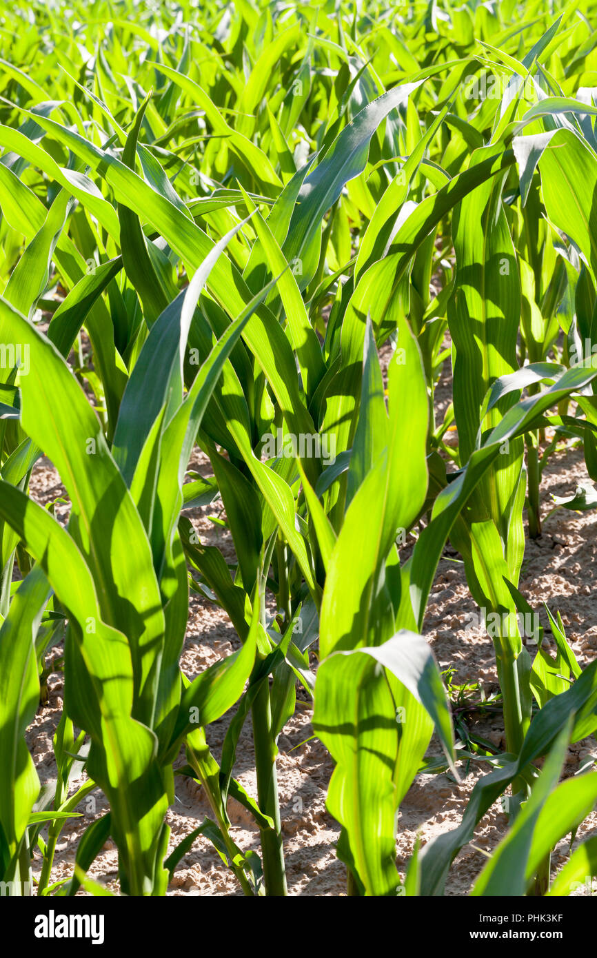 Flowering corn cob hi-res stock photography and images - Alamy