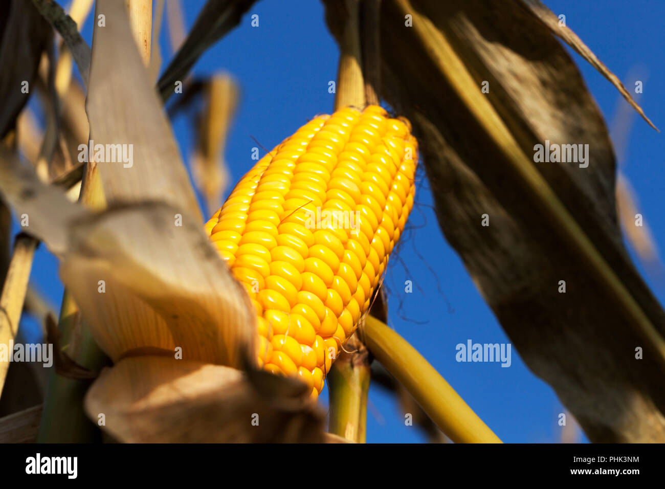 open corn cobs of ripe yellow and solid corn kernels on stems prior to ...
