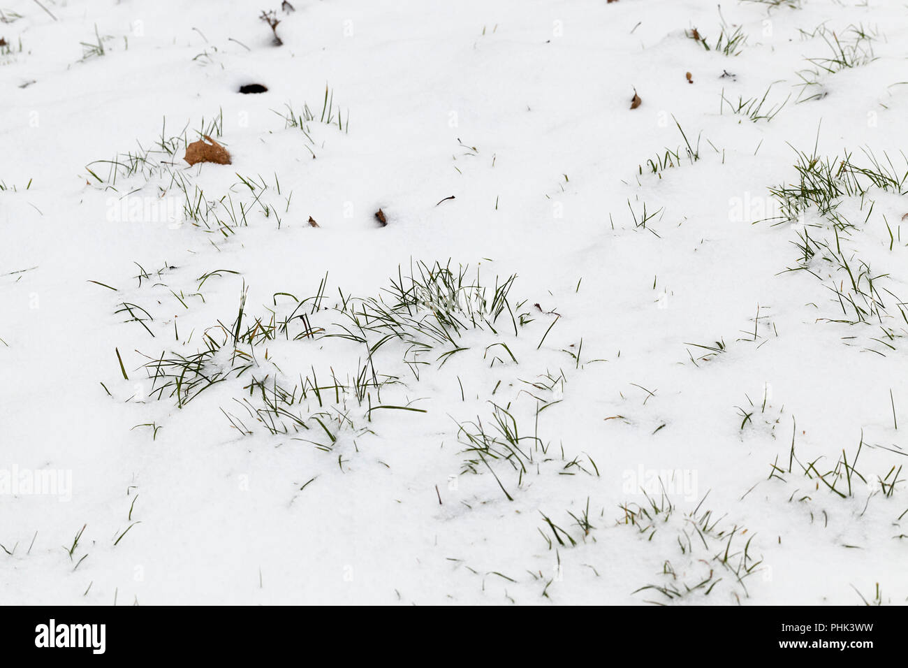 lying snow after the last snowfall, Picture taken in the winter season ...