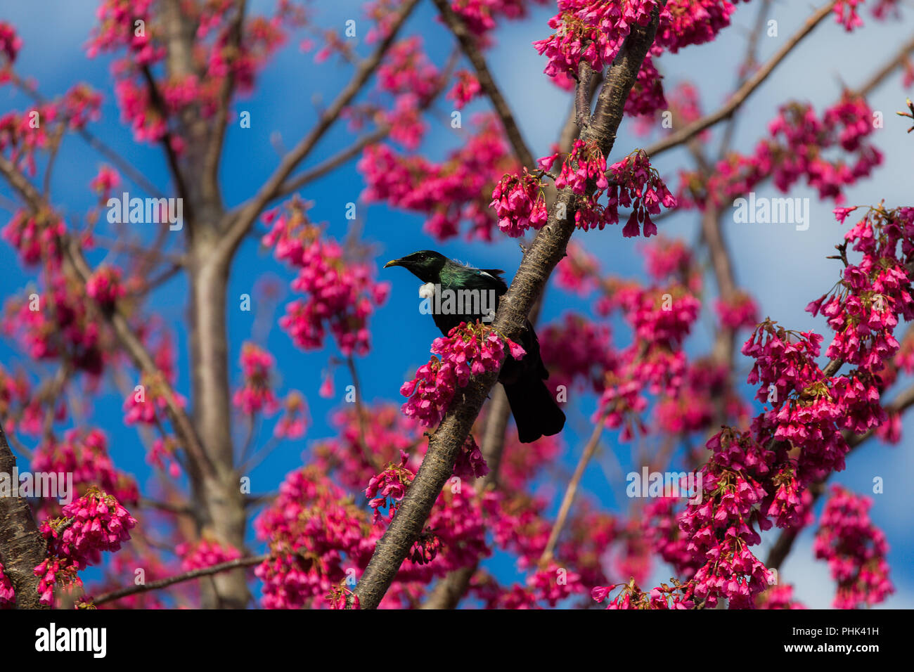 New Zealand Tui - Nectar and honey feeder Stock Photo - Alamy