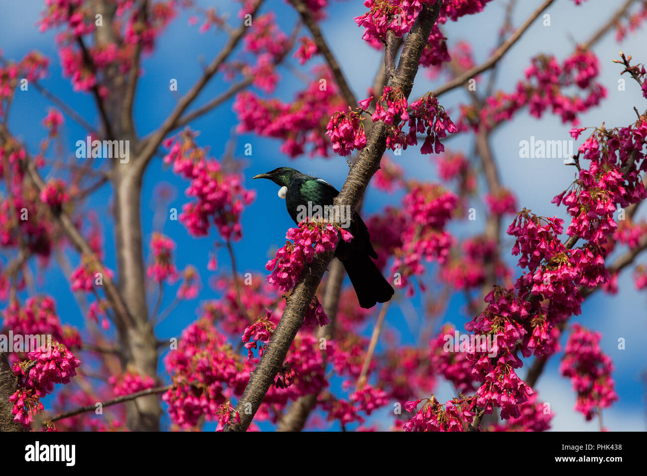 New Zealand Tui - Nectar and honey feeder Stock Photo - Alamy