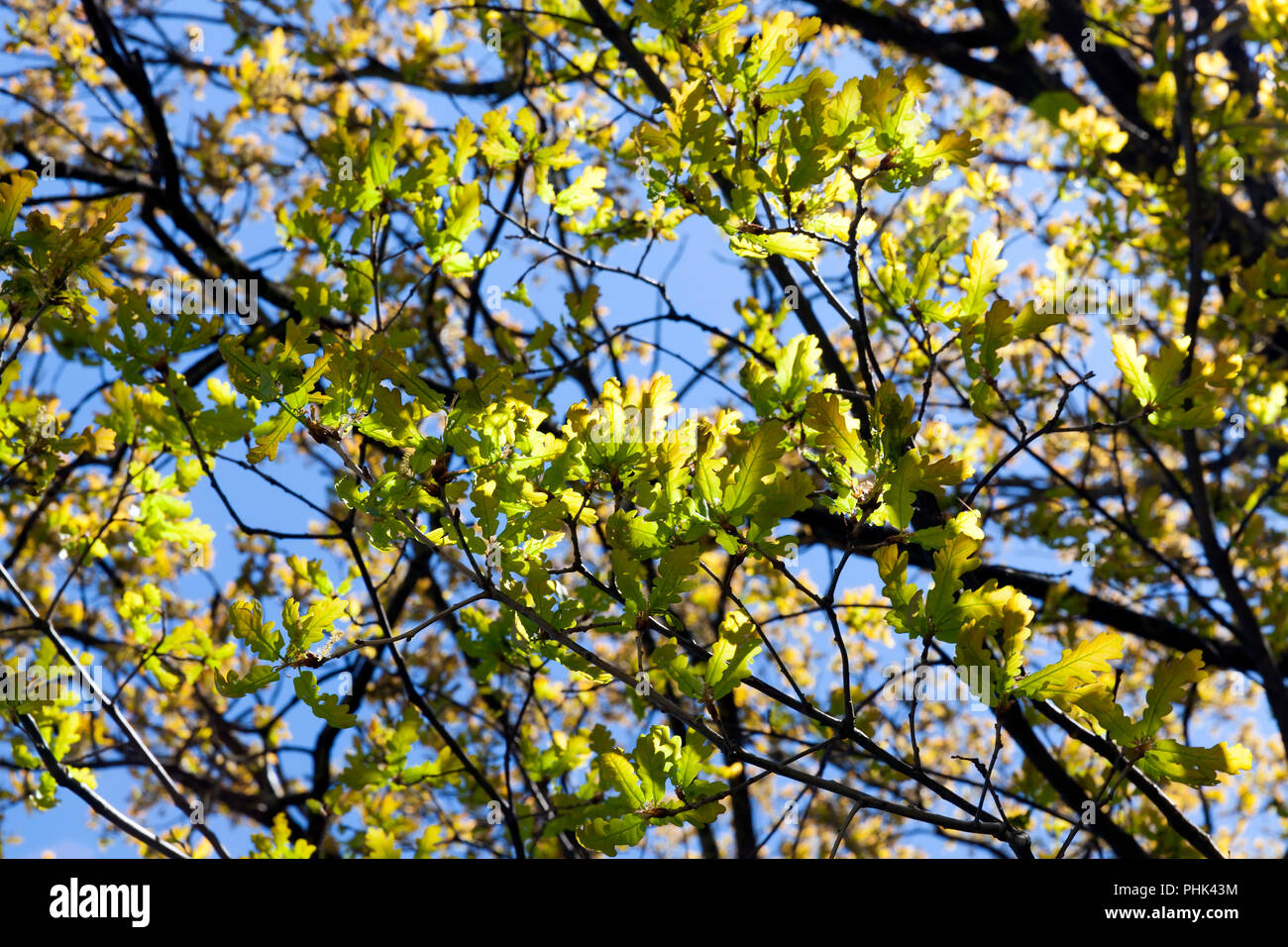 Closeup spring oak leaves hi-res stock photography and images - Alamy