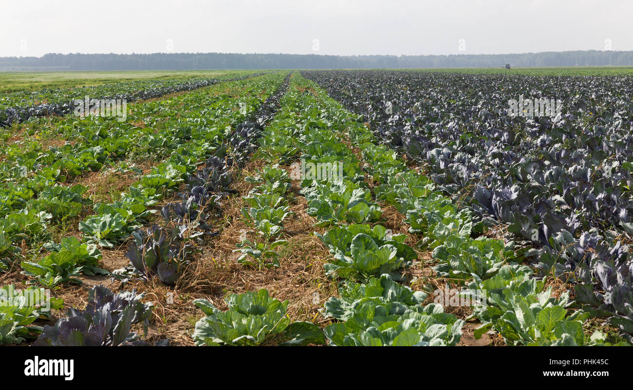 smooth long rows of green and purple cabbage on an agricultural field ...