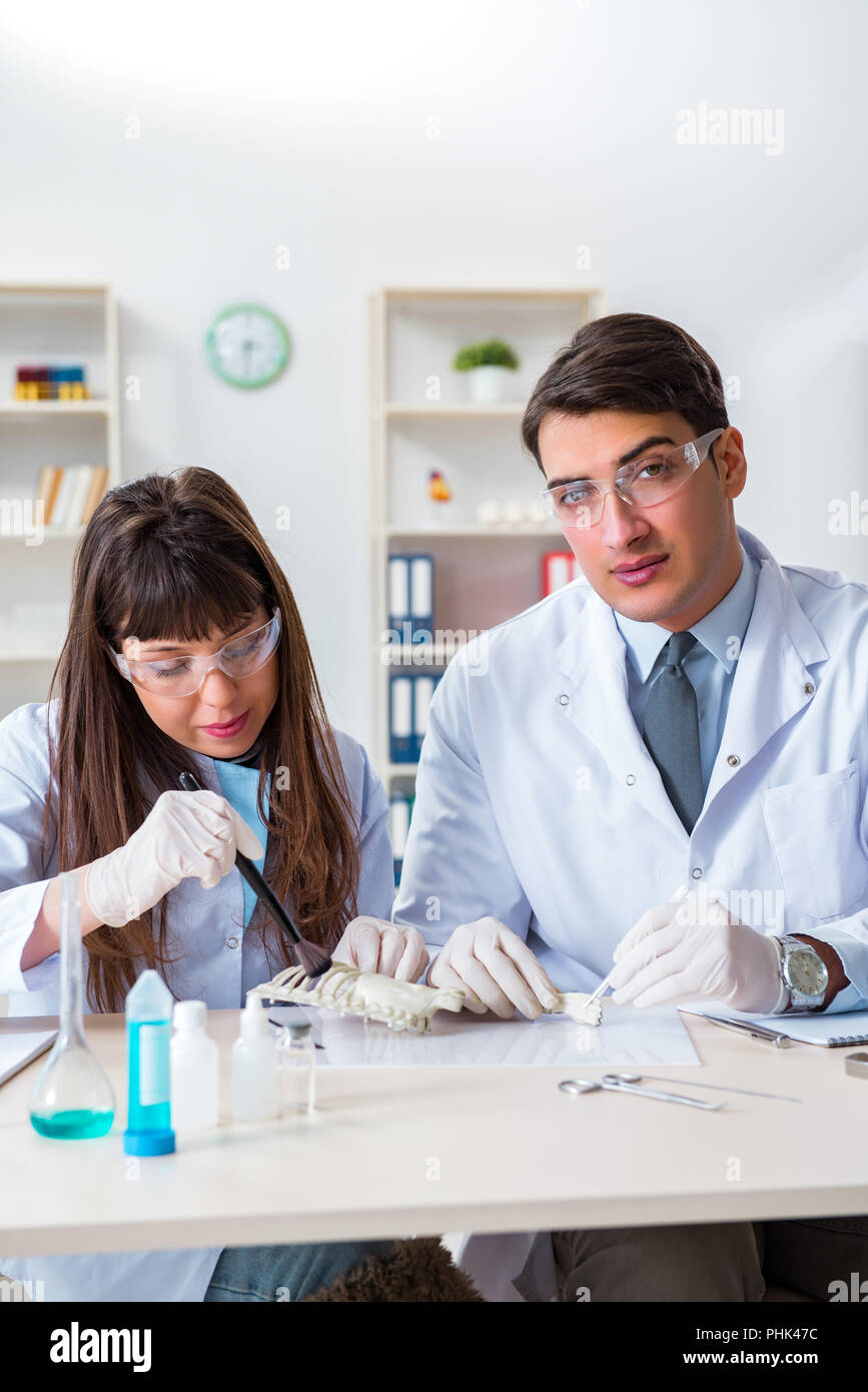 Paleontologists looking at bones of extinct animals Stock Photo - Alamy