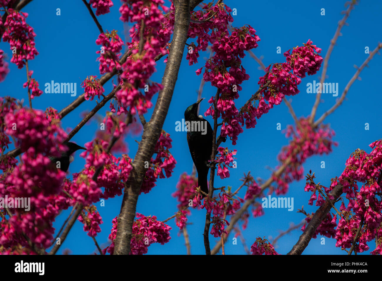 New Zealand Tui - Nectar and honey feeder Stock Photo - Alamy