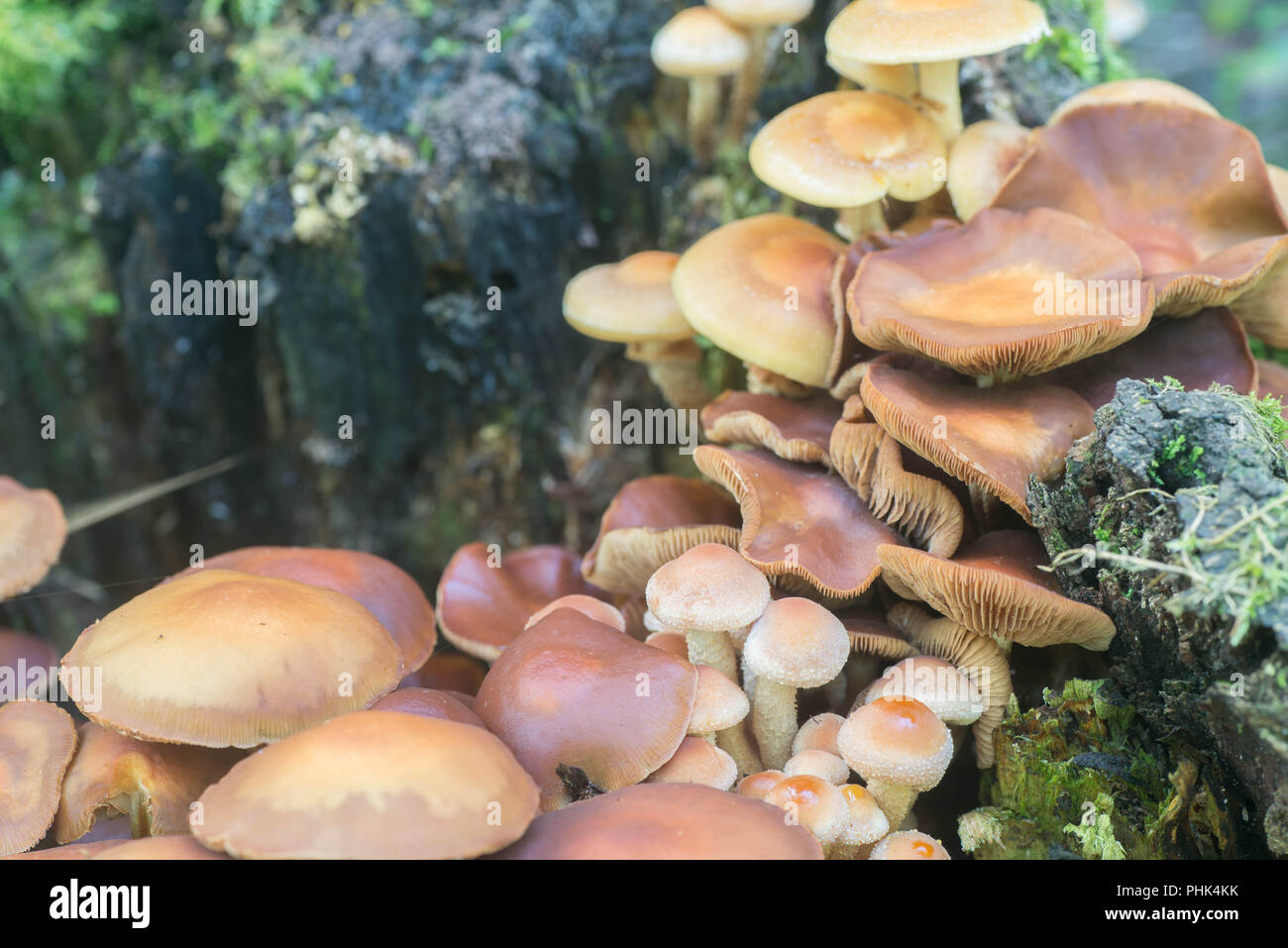 Kuehneromyces mutabilis fungi hi-res stock photography and images - Alamy