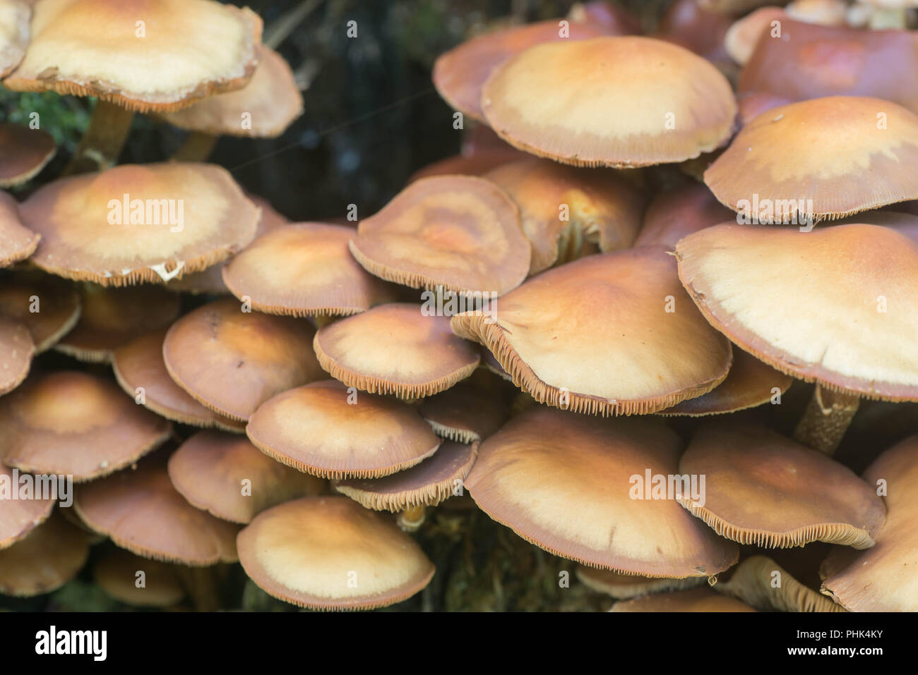 Pholiota mutabilis hi-res stock photography and images - Alamy