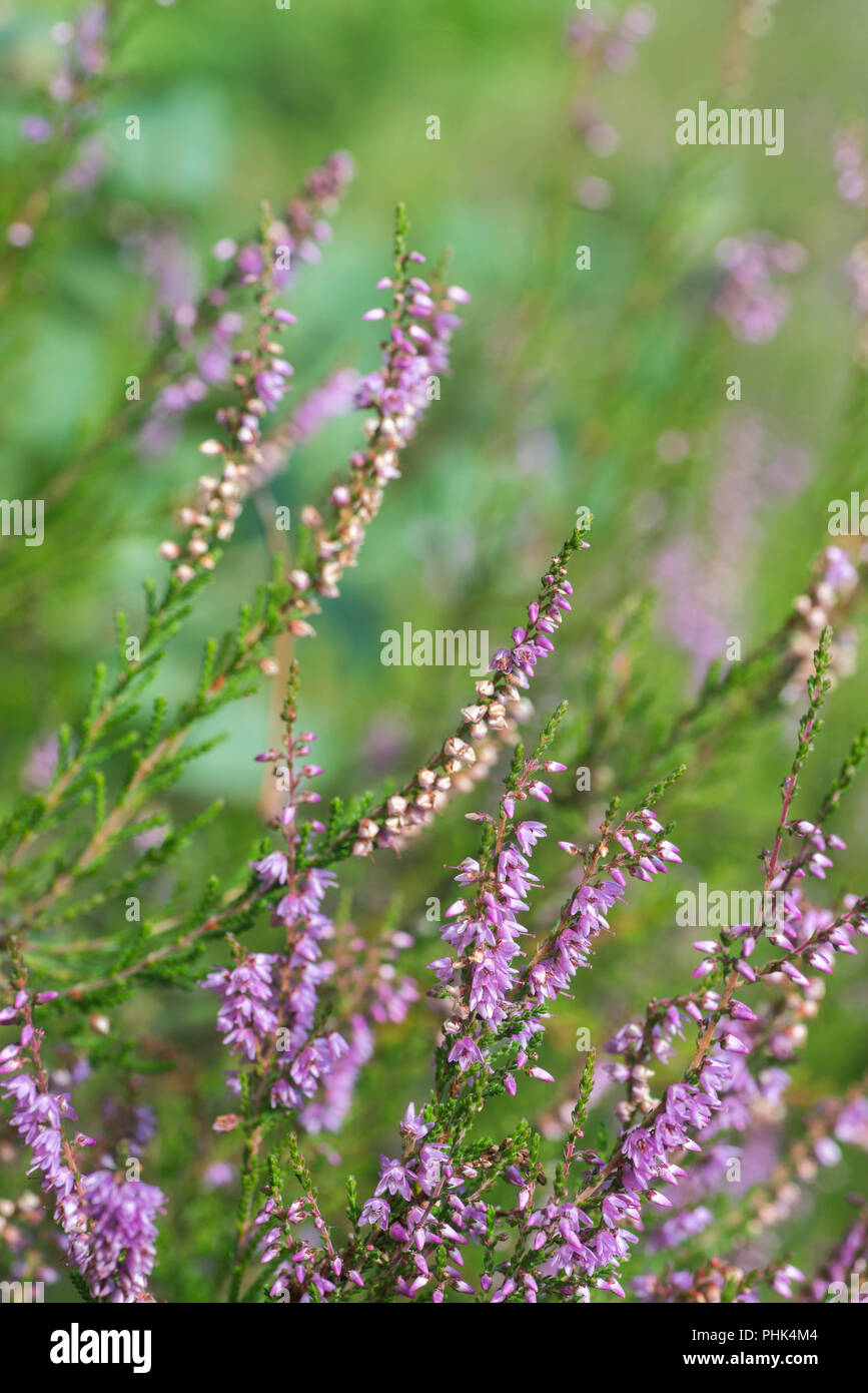 Macro heather flowers hi-res stock photography and images - Alamy