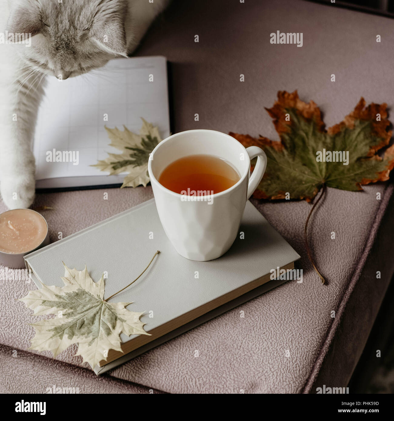 cup of tea with a book in the interior with autumn leaf, notebook and ...