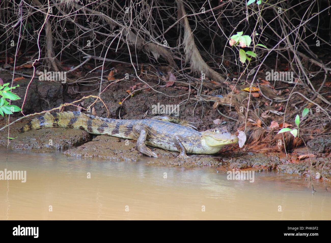 Alligator lying on the riverbank - Costa Rica Stock Photo - Alamy