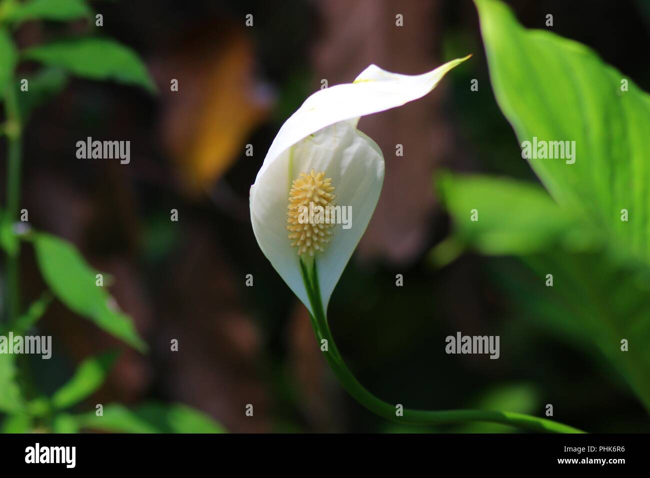 Wild peace lily plant in Cahuita National Park - Costa Rica Stock Photo ...
