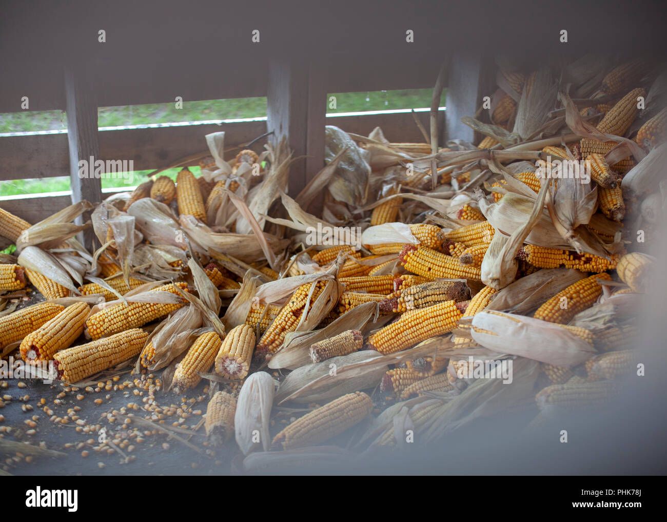 Corn sits in a container to be feed to cattle on a farm in Minnesota ...
