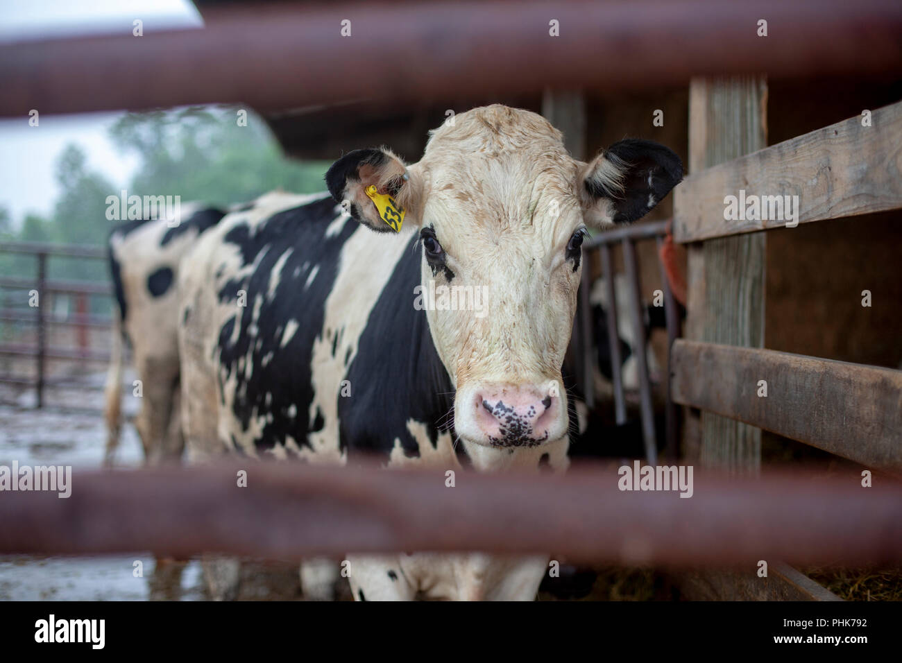 A cow at a farm in Kellogg, Minnesota Stock Photo - Alamy