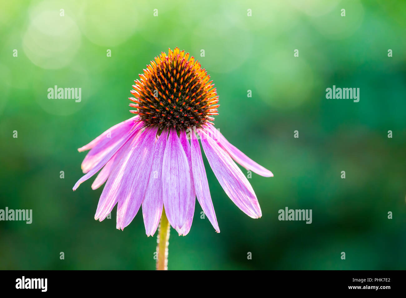 One time flowering hi-res stock photography and images - Alamy