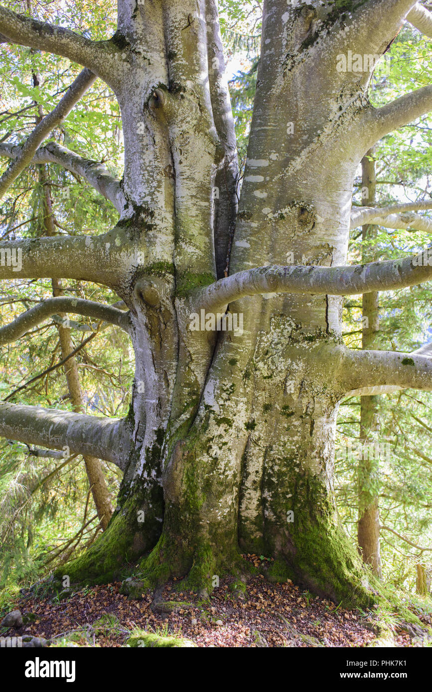 Big trunk hi-res stock photography and images - Alamy