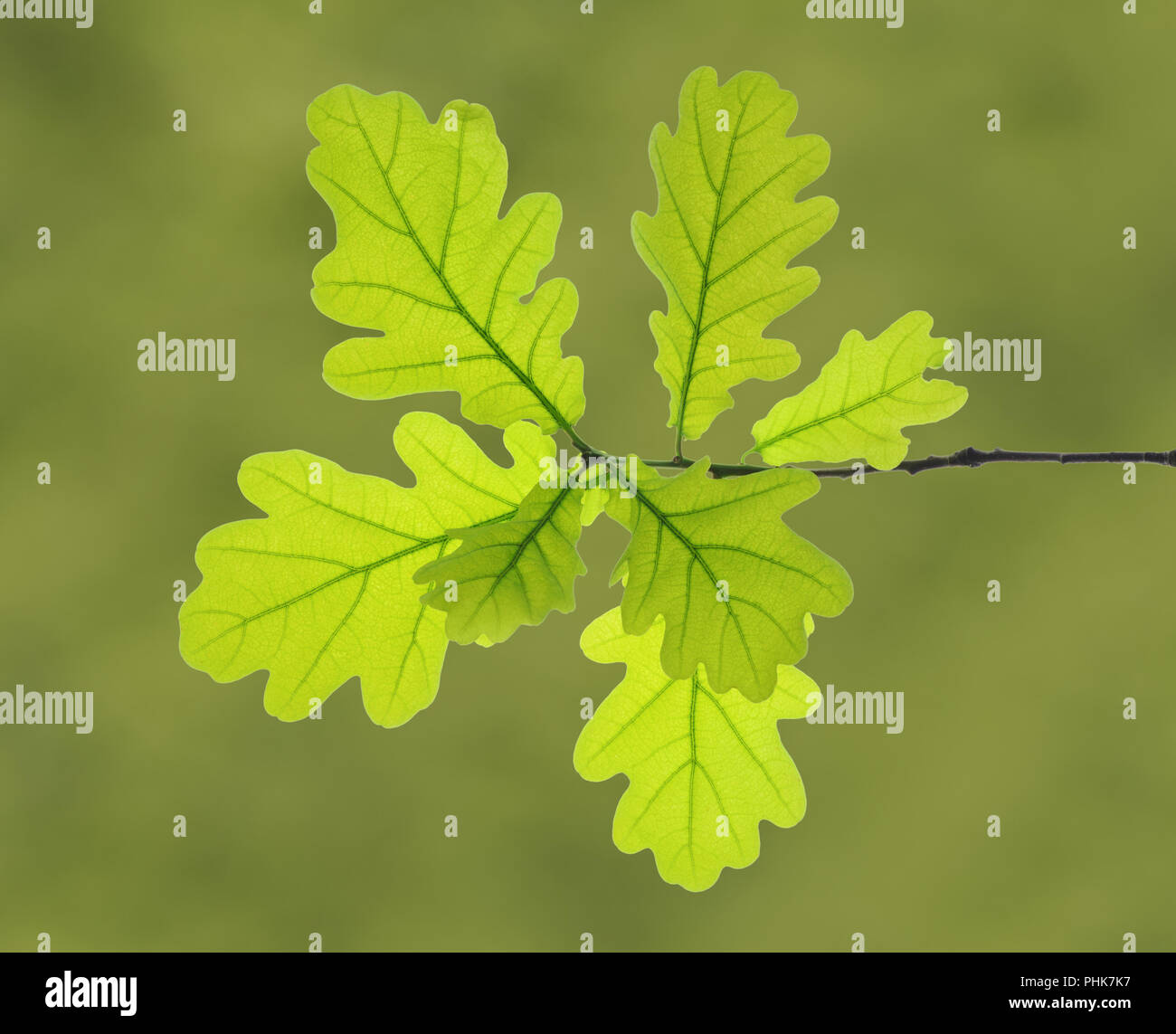 branch and leaves of oak tree Stock Photo - Alamy