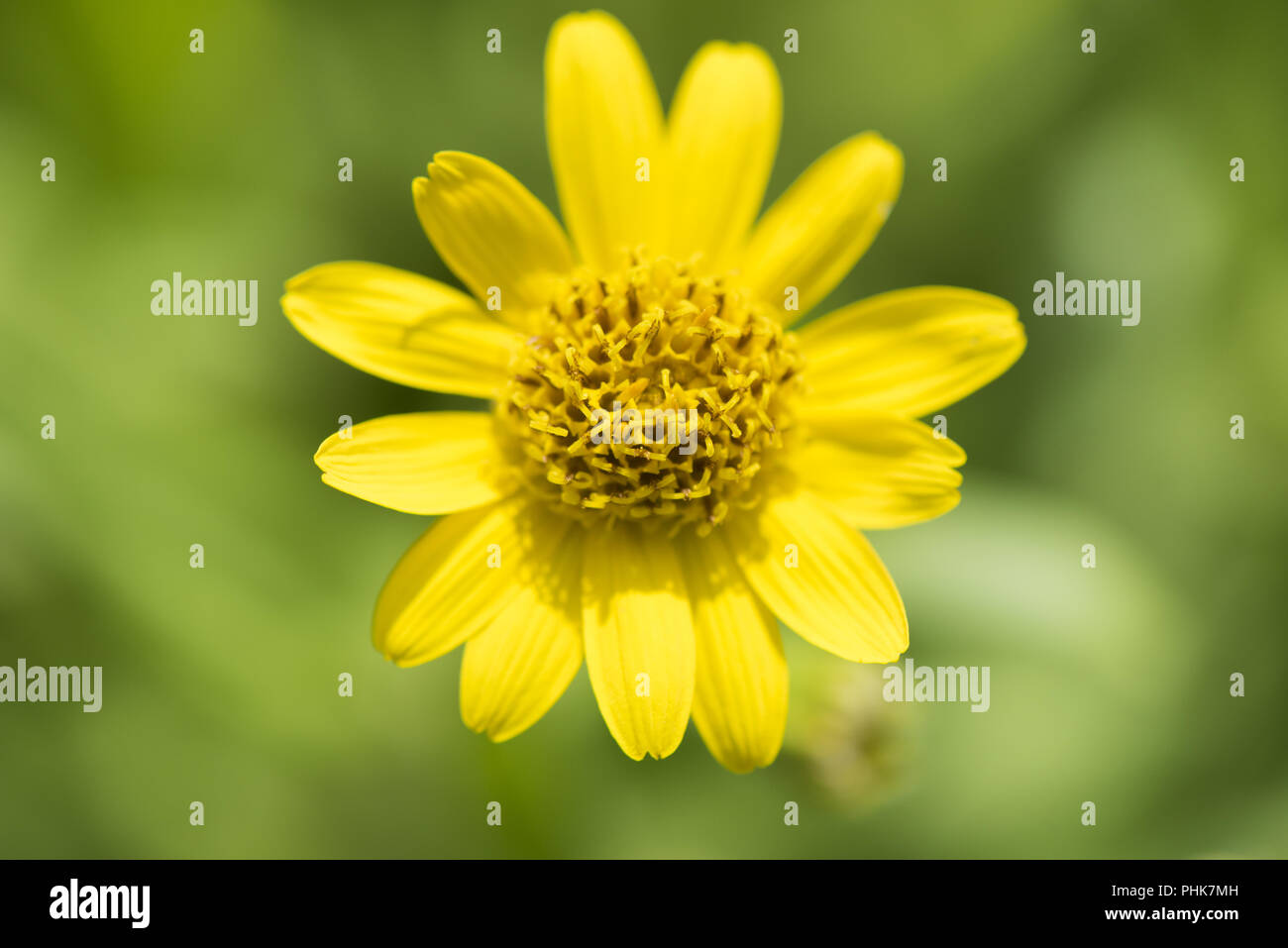 Arnica flower detail hi-res stock photography and images - Alamy
