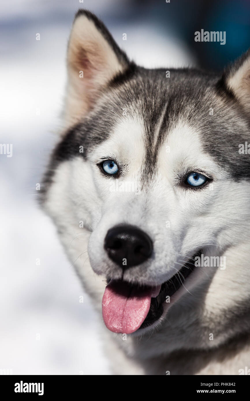 Cute siberian husky dog walking outdoor Stock Photo - Alamy