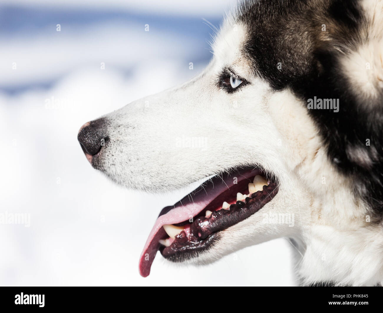 Cute siberian husky dog walking outdoor Stock Photo - Alamy