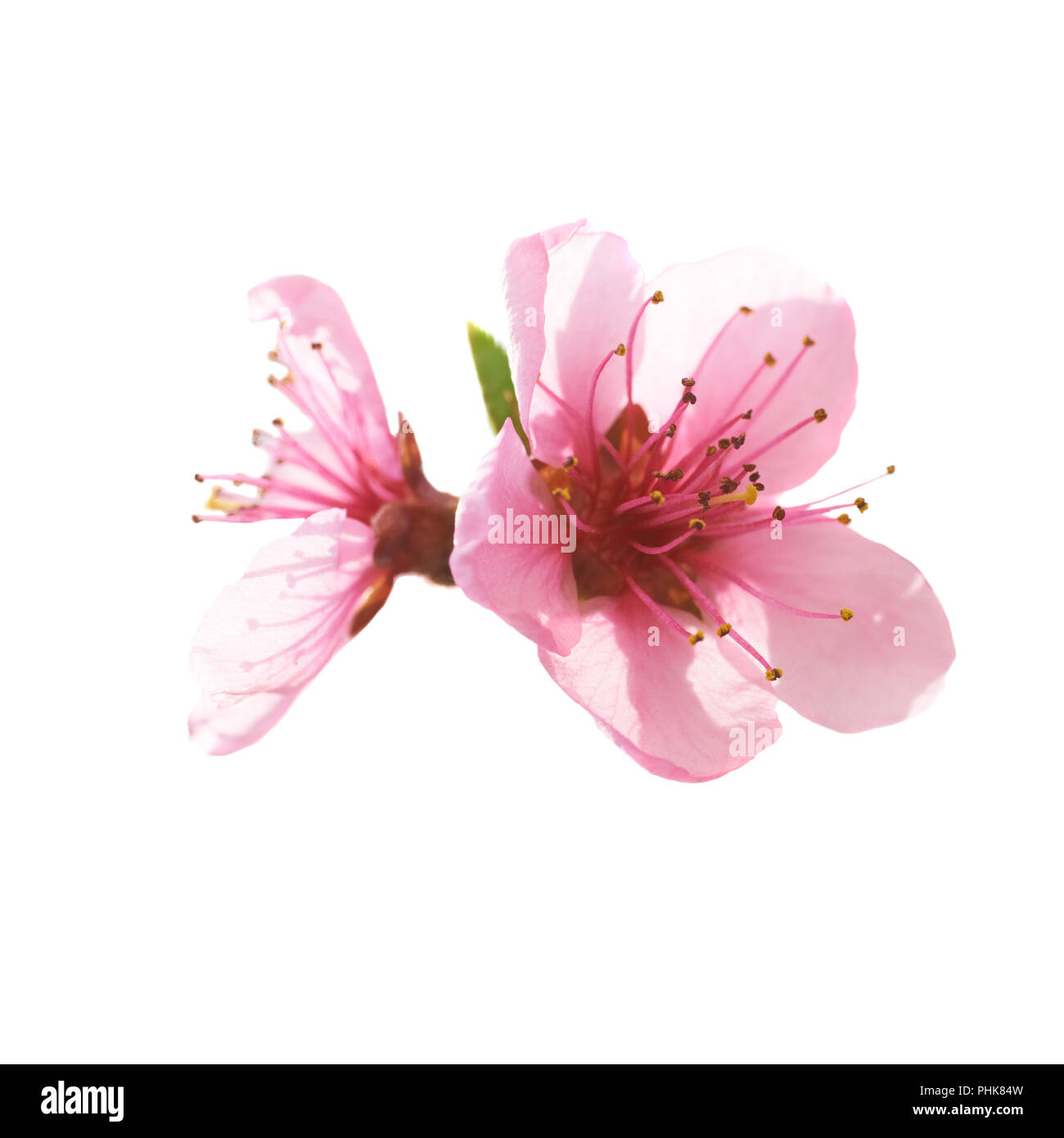Pink flower isolated on white Stock Photo - Alamy