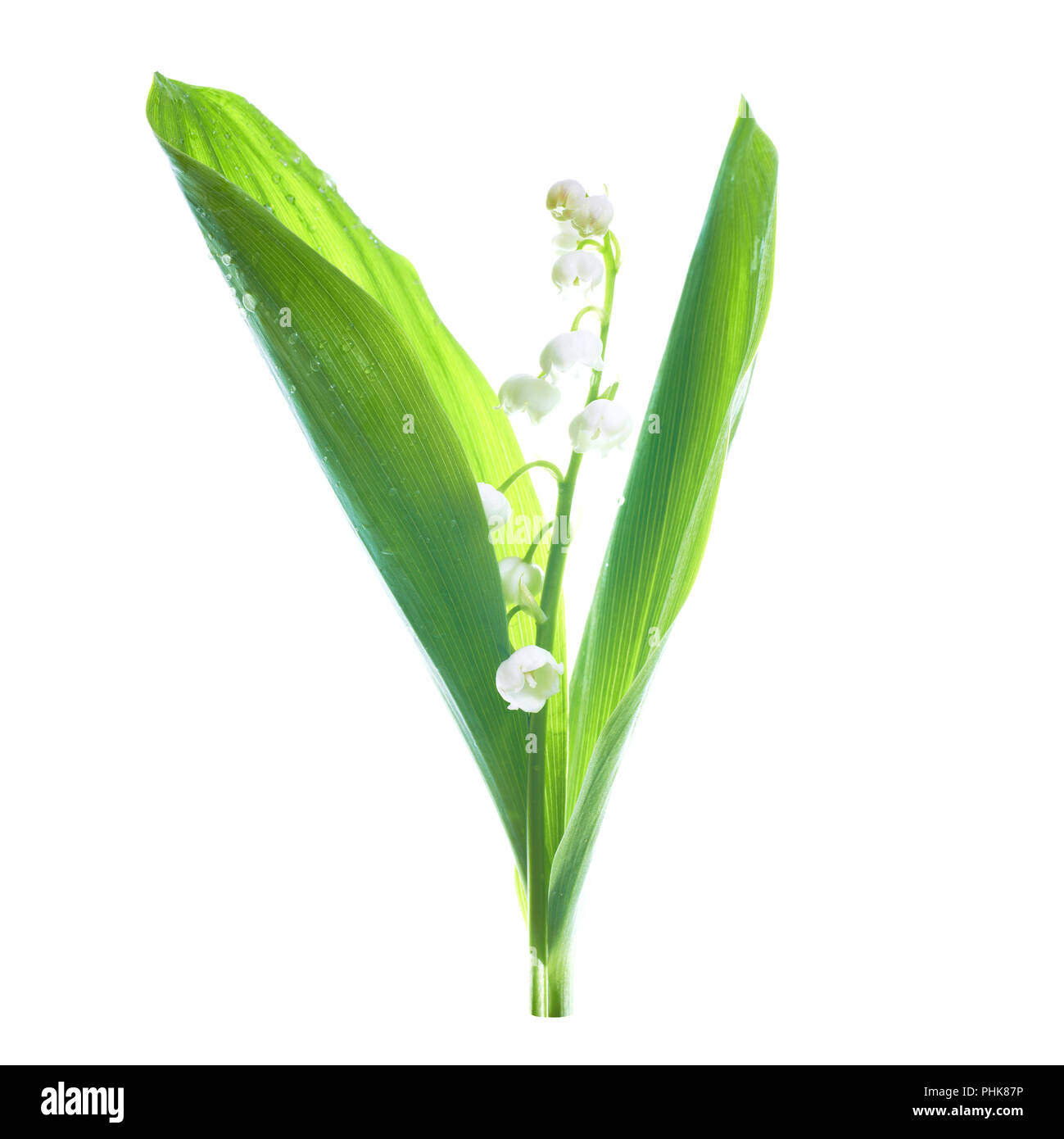 May lilies Cut Out Stock Images & Pictures - Alamy