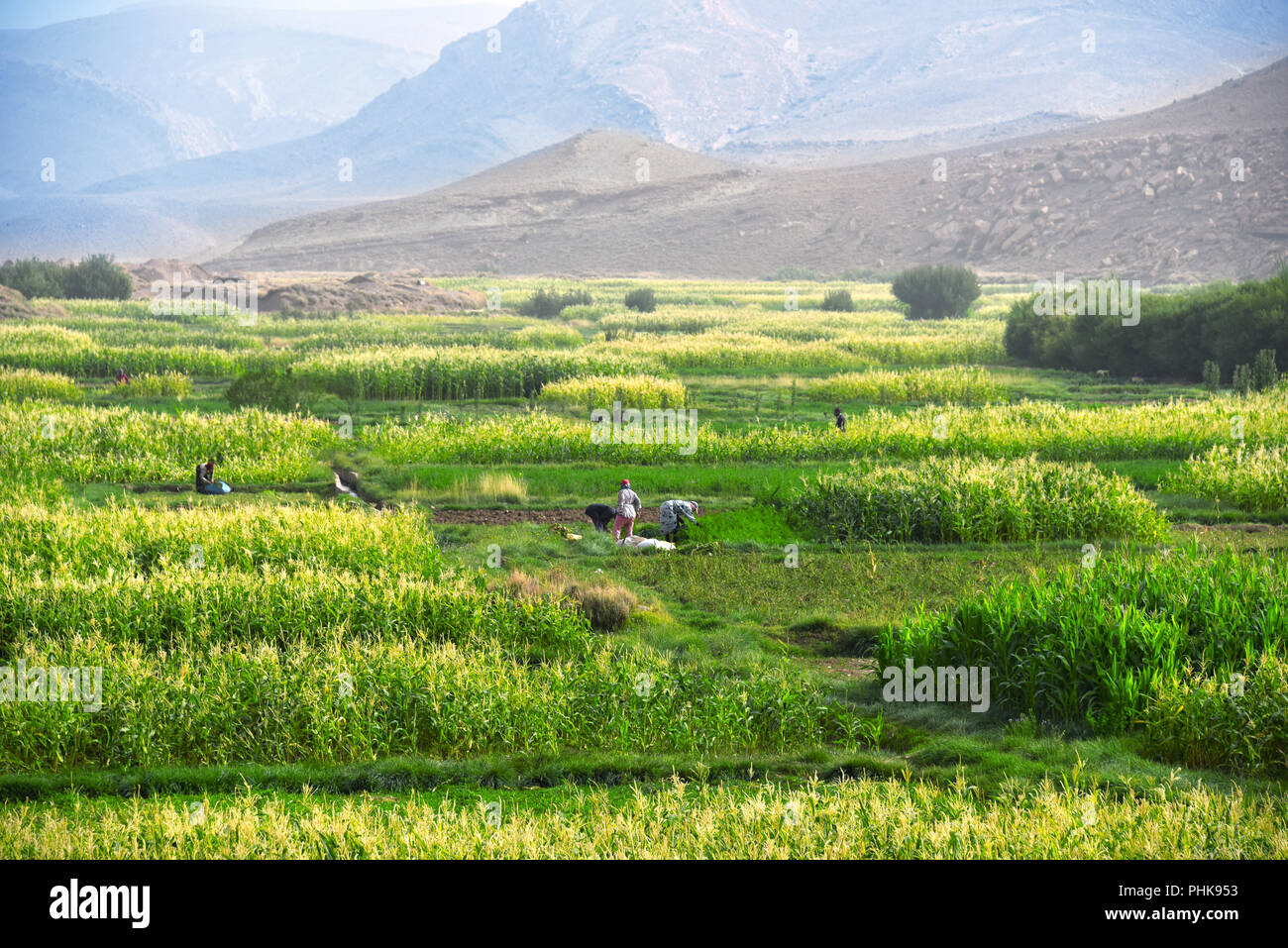 Self-sufficient labor-intensive farming in Morocco. Traditional ...