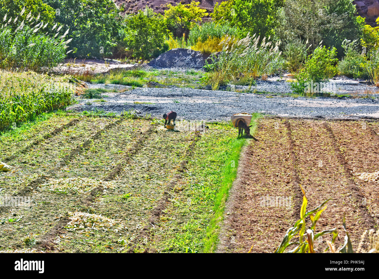 Self-sufficient labor-intensive farming in Morocco. Traditional ...
