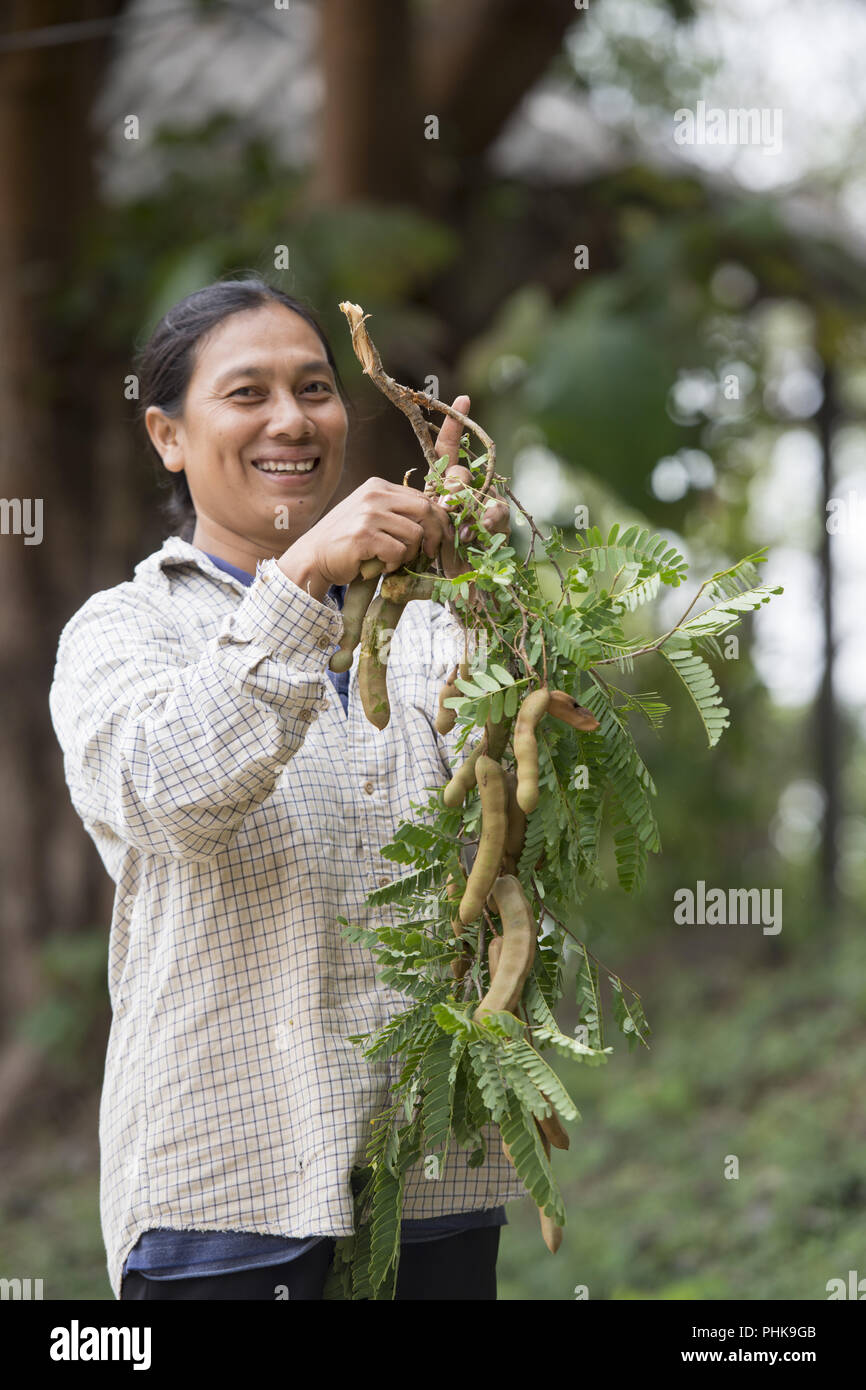 THAILAND BURIRAM TREE TAMARIND Stock Photo - Alamy