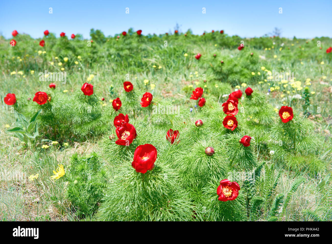 Red flowers field hi-res stock photography and images - Alamy