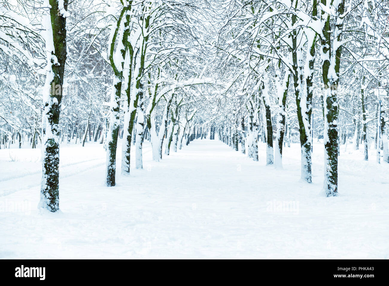 Snow park with white trees Stock Photo - Alamy