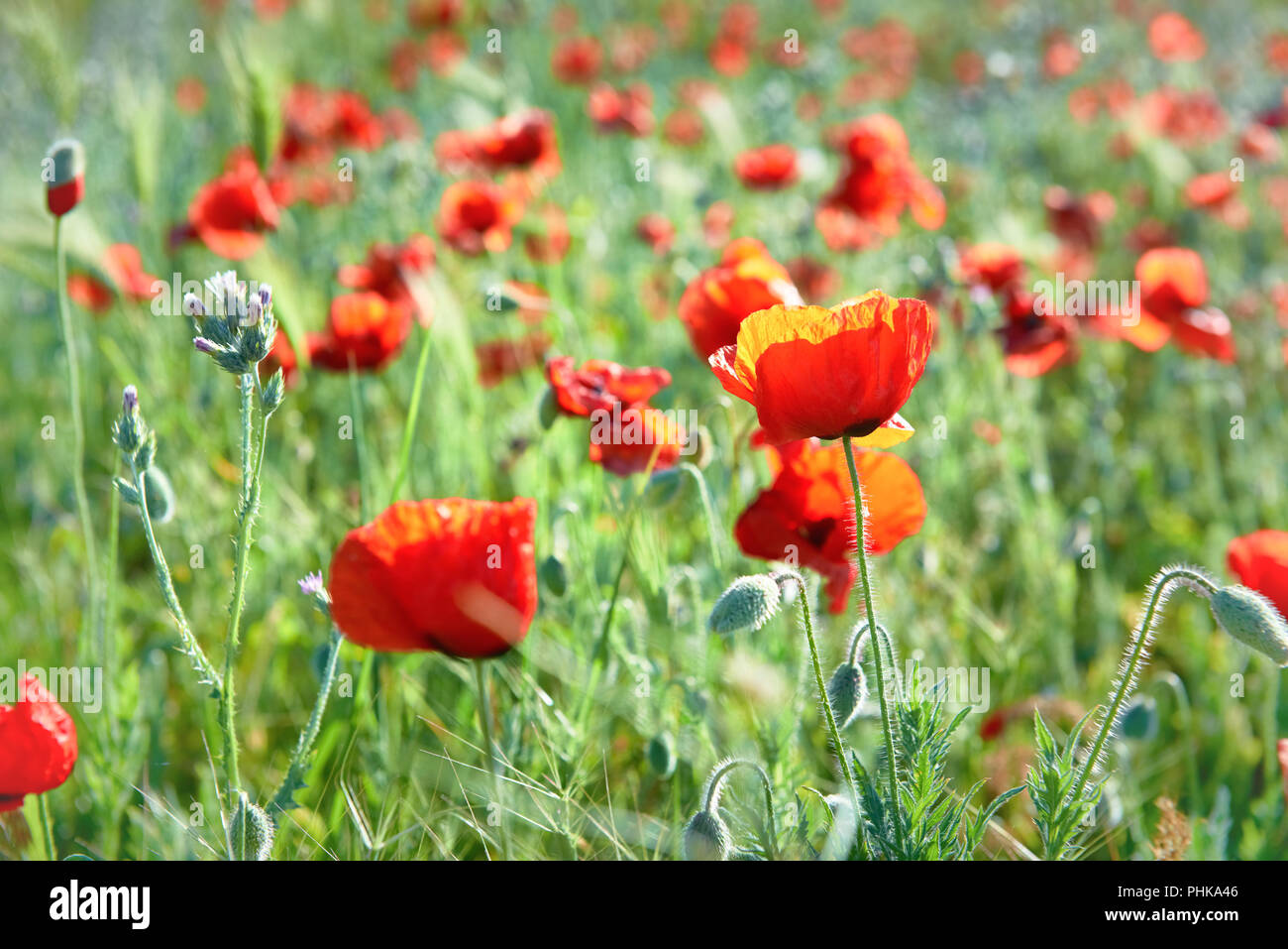 Red flowers field hi-res stock photography and images - Alamy