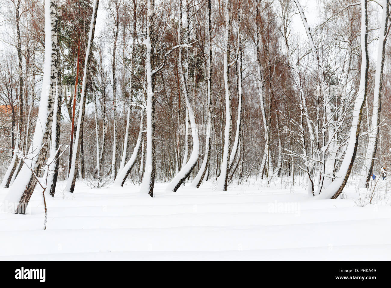 White trees hi-res stock photography and images - Alamy