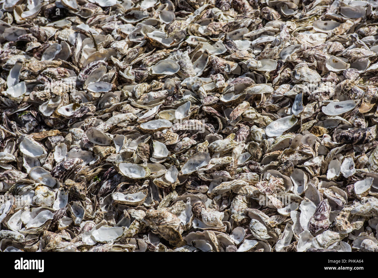 Oysters shells at fish market Stock Photo - Alamy