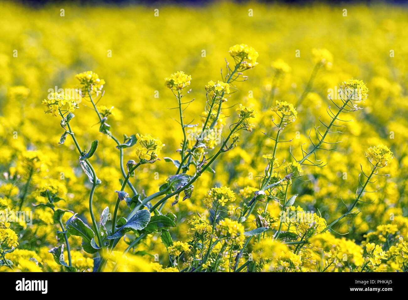 canola flower field in jeju island close ups Stock Photo - Alamy