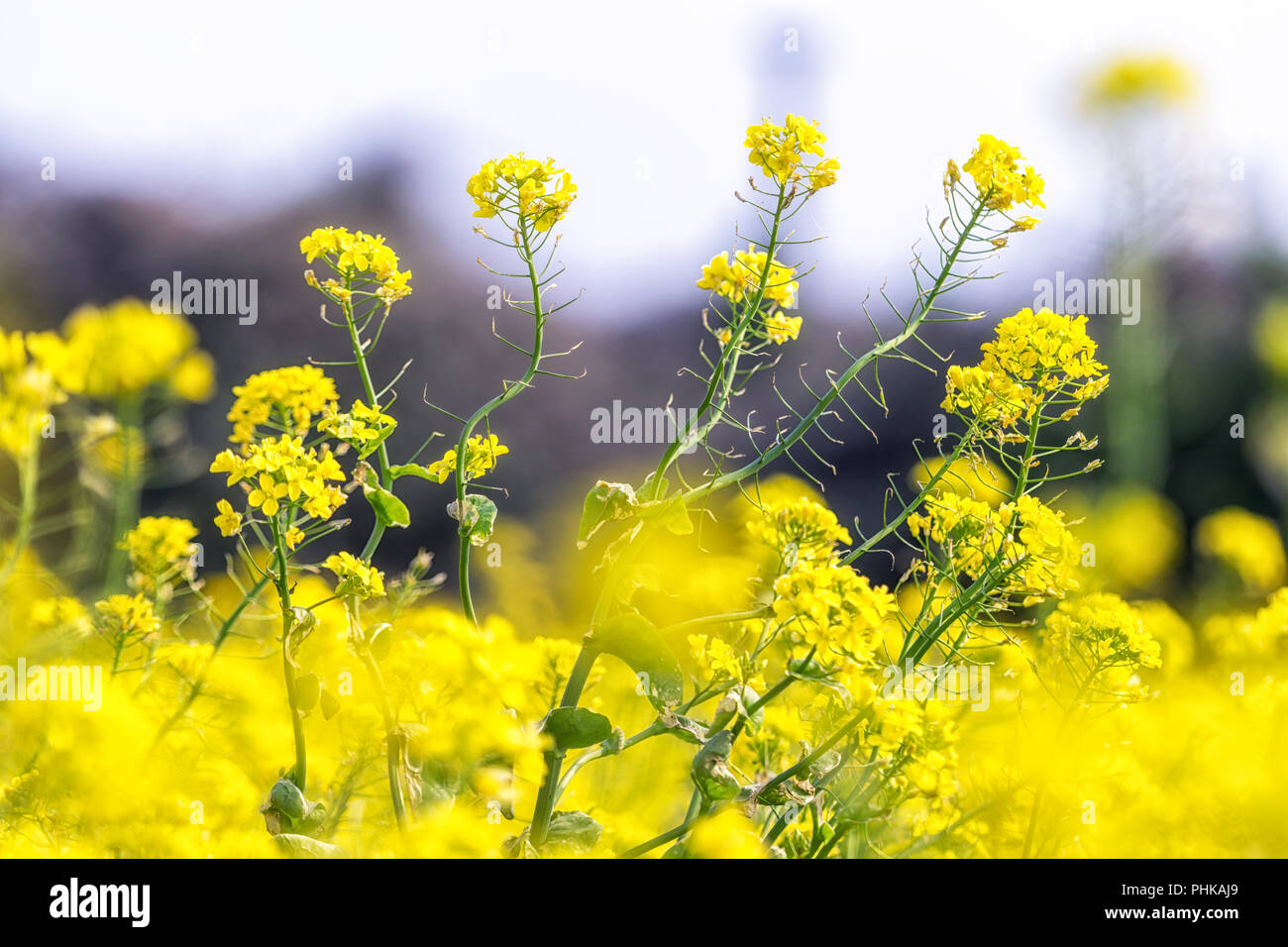 canola flower field in jeju island close ups Stock Photo - Alamy