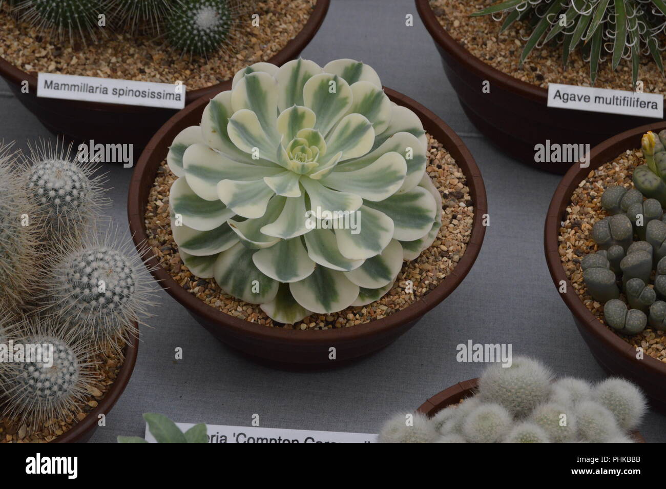 Dundee Flower and Food Festival, September 2018 Stock Photo - Alamy
