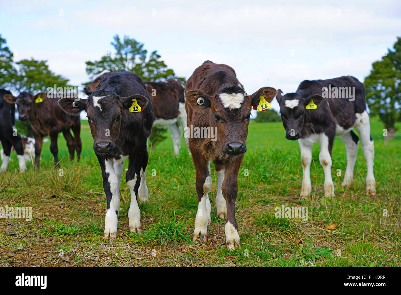 Veal calves hi-res stock photography and images - Alamy
