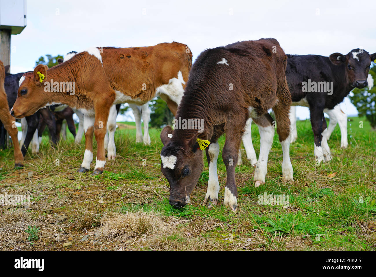 Pasture raised veal hi-res stock photography and images - Alamy