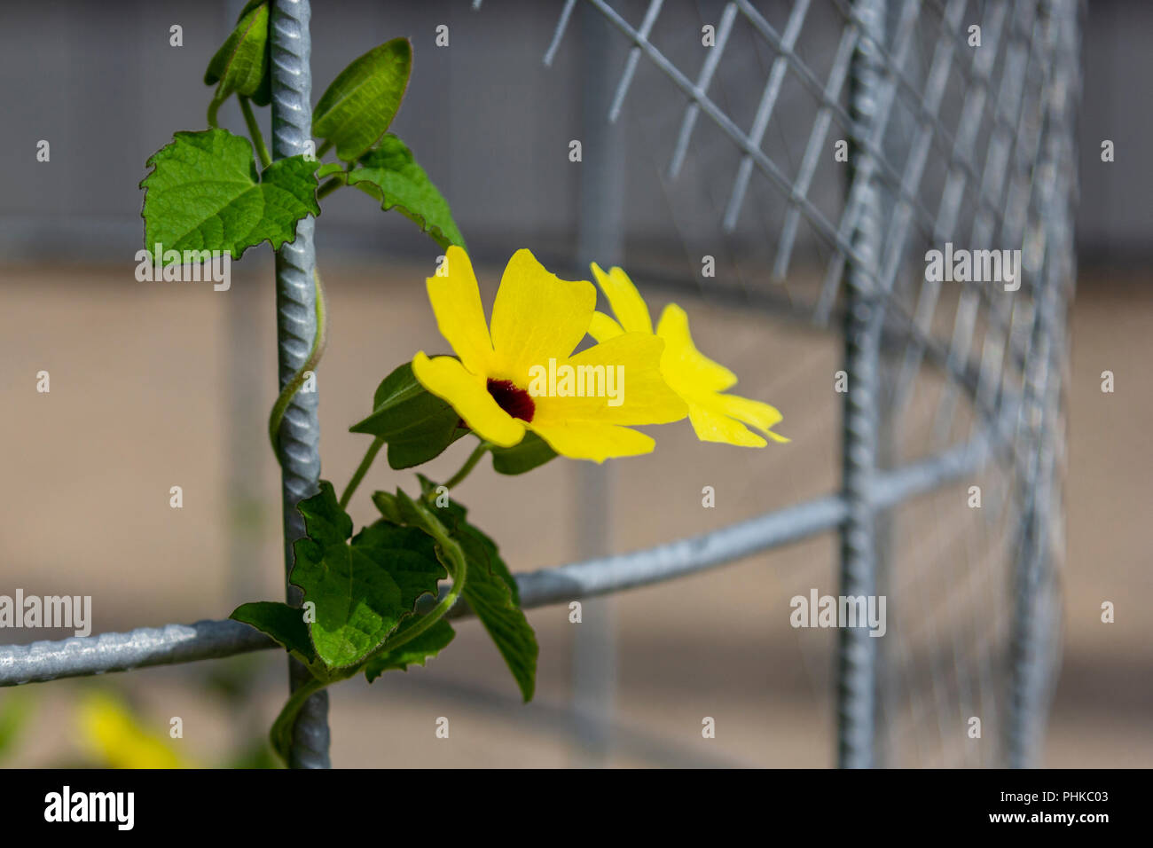 Iron flower show hi-res stock photography and images - Alamy